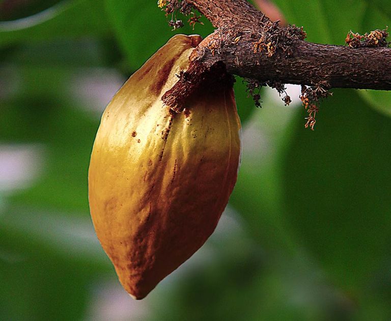 SCHOKINAG | A World of Chocolate